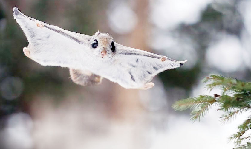 The Japanese dwarf flying squirrel