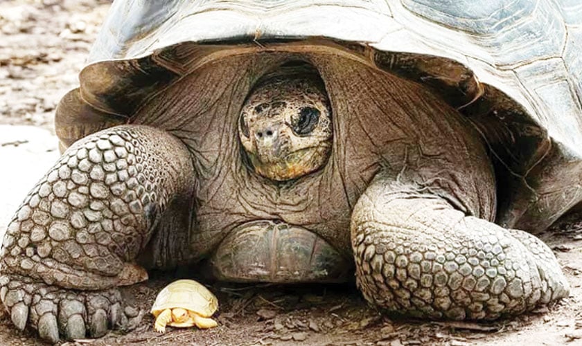Rare albino Galapagos giant tortoise faces the world