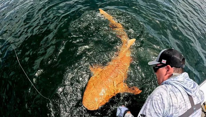 Caribbean divers encounter rare orange nurse shark