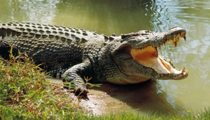 Man arrested after child injured in zoo crocodile enclosure